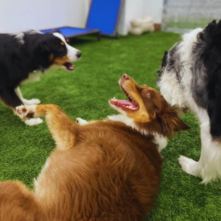 "A Day in the Life of a Dog at Our Boarding Facility | The Bark Park Pet Resort and Daycare ...